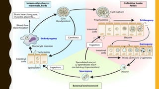 Toxoplasma gondii | PPTX