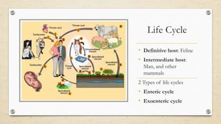 Toxoplasma gondii | PPTX