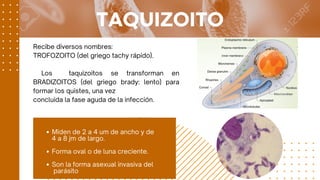 TOXOPLASMA GONDII.pdf diapositivas prueba serológicas, epidemiología y ...