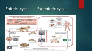 Toxoplasma gondii an oppertunistic parasite | PPTX