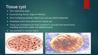Toxoplasma gondii an oppertunistic parasite | PPTX