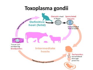 Toxoplasma gondii FOR MEDICAL PARASITOLOGY | PPTX