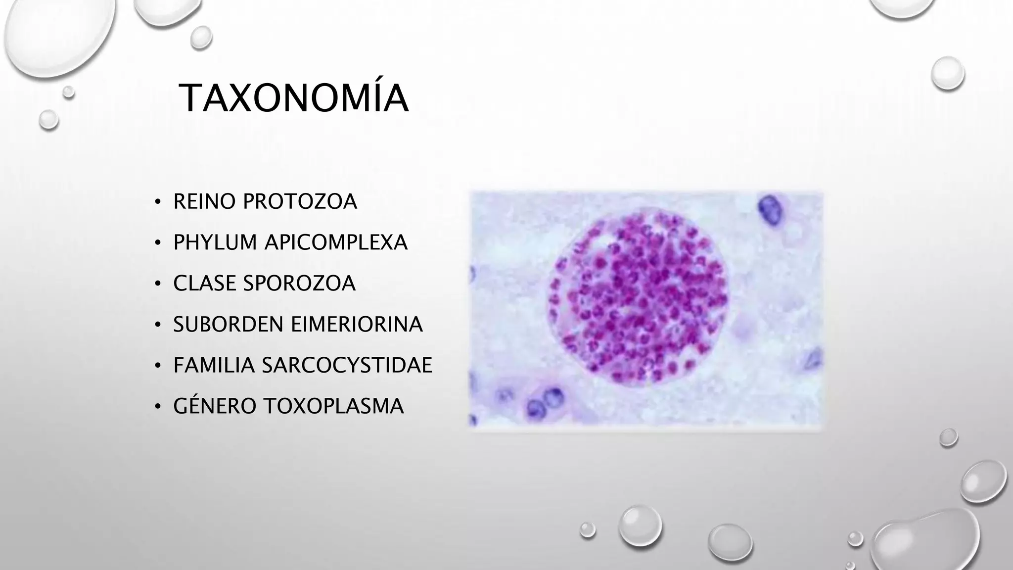 Toxoplasma gondii11.pptx