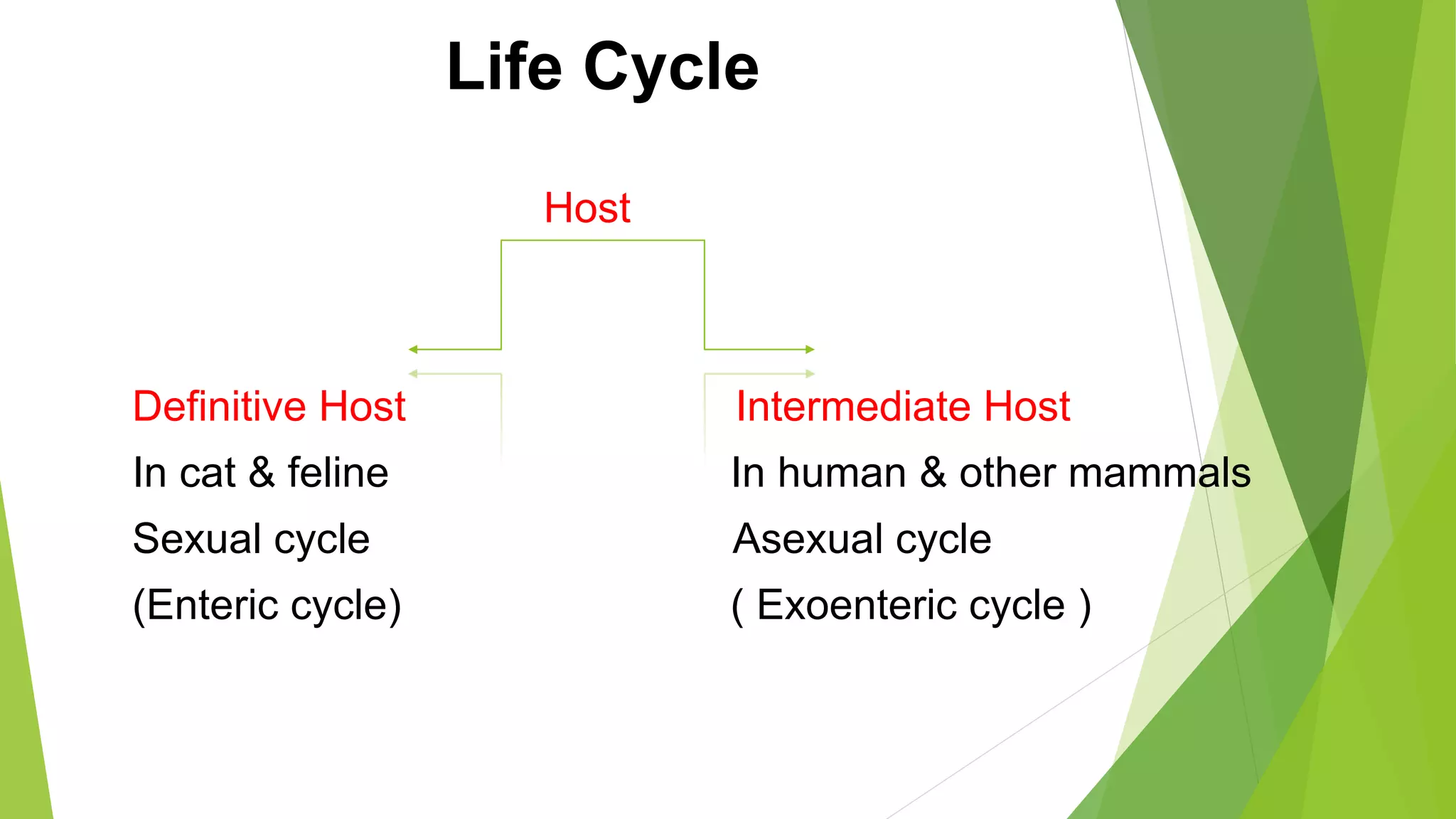 Toxoplasma gondii and cyclospora | PPTX