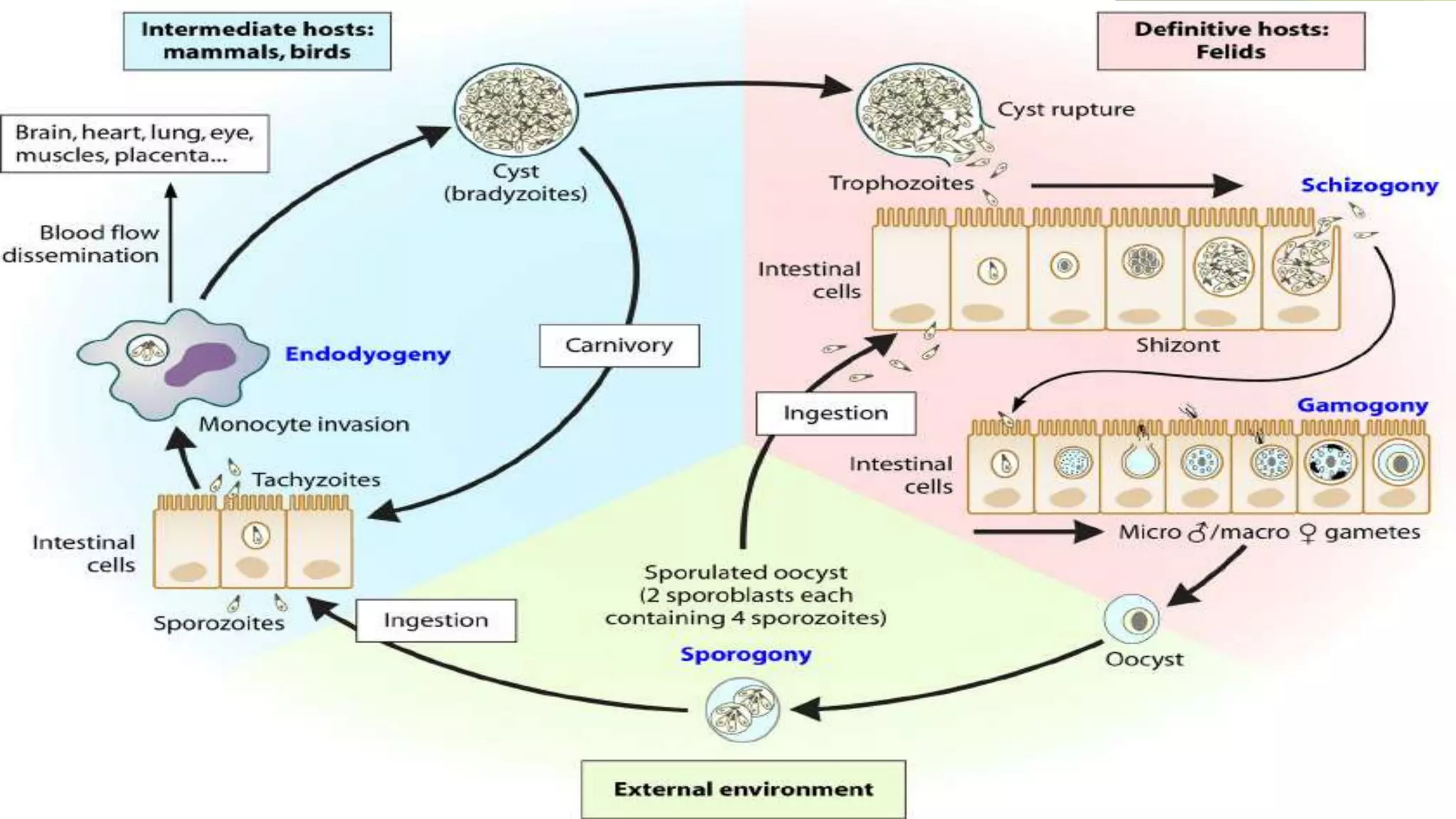 Toxoplasma gondii and cyclospora | PPTX