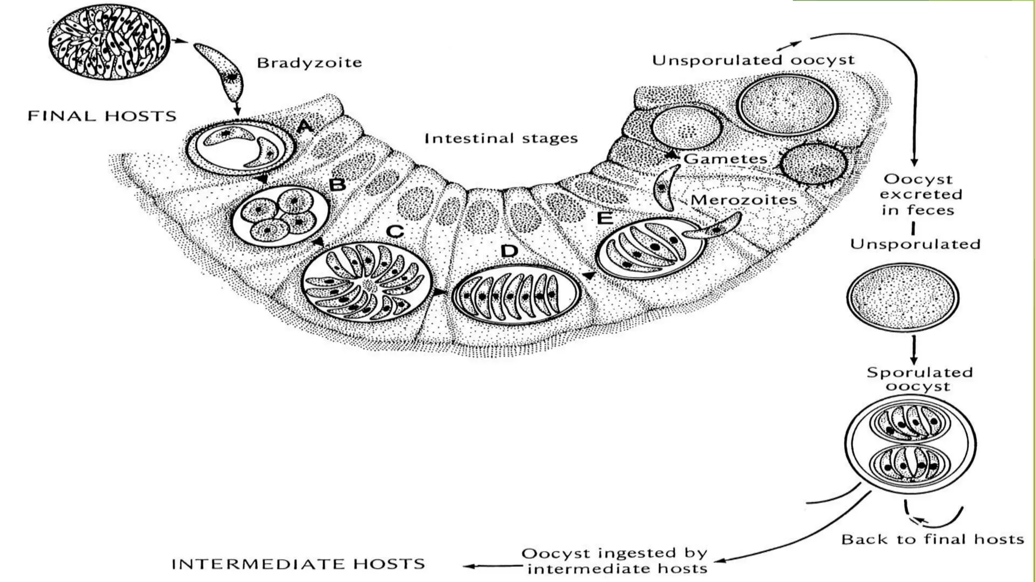 Toxoplasma gondii and cyclospora | PPTX