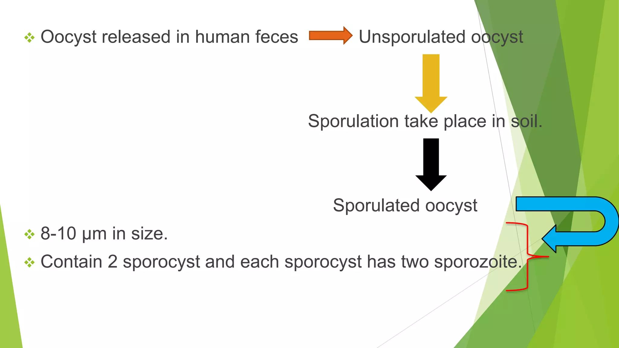 Toxoplasma gondii and cyclospora | PPTX
