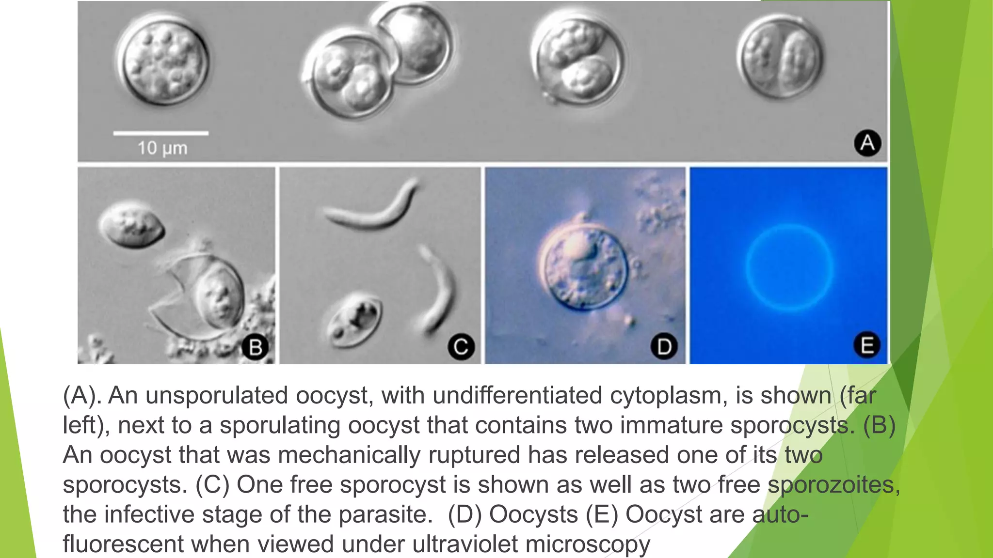Toxoplasma gondii and cyclospora | PPTX