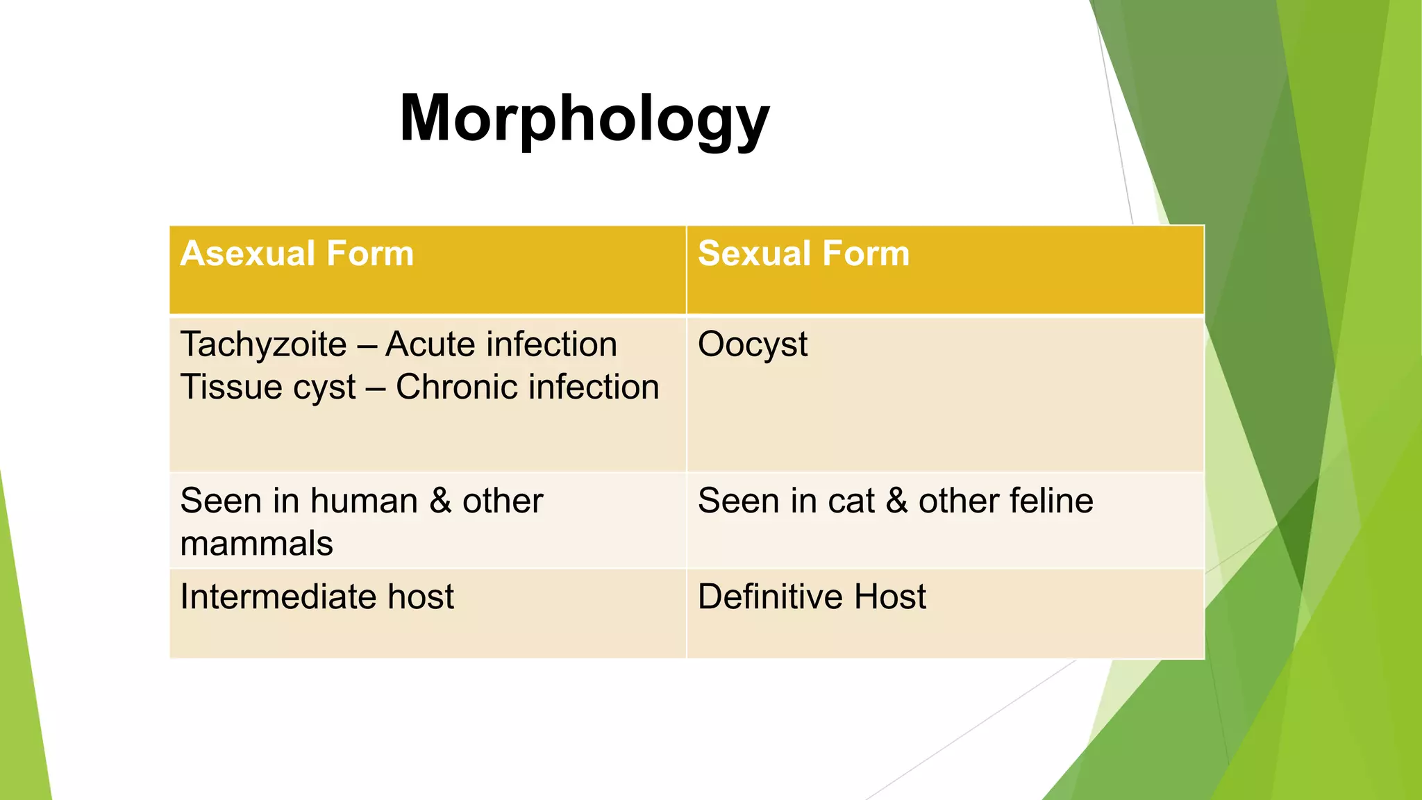 Toxoplasma gondii and cyclospora | PPTX