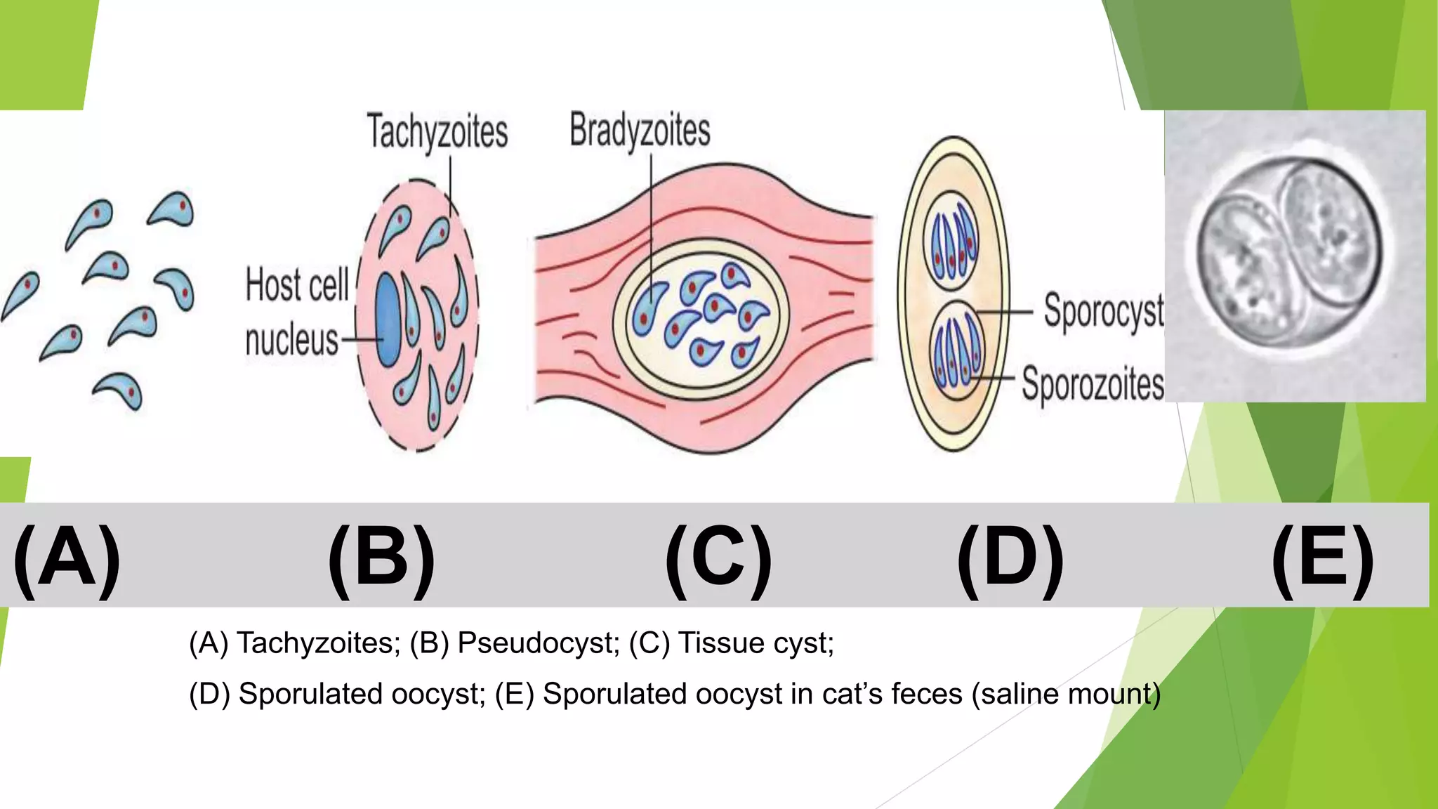Toxoplasma gondii and cyclospora | PPTX