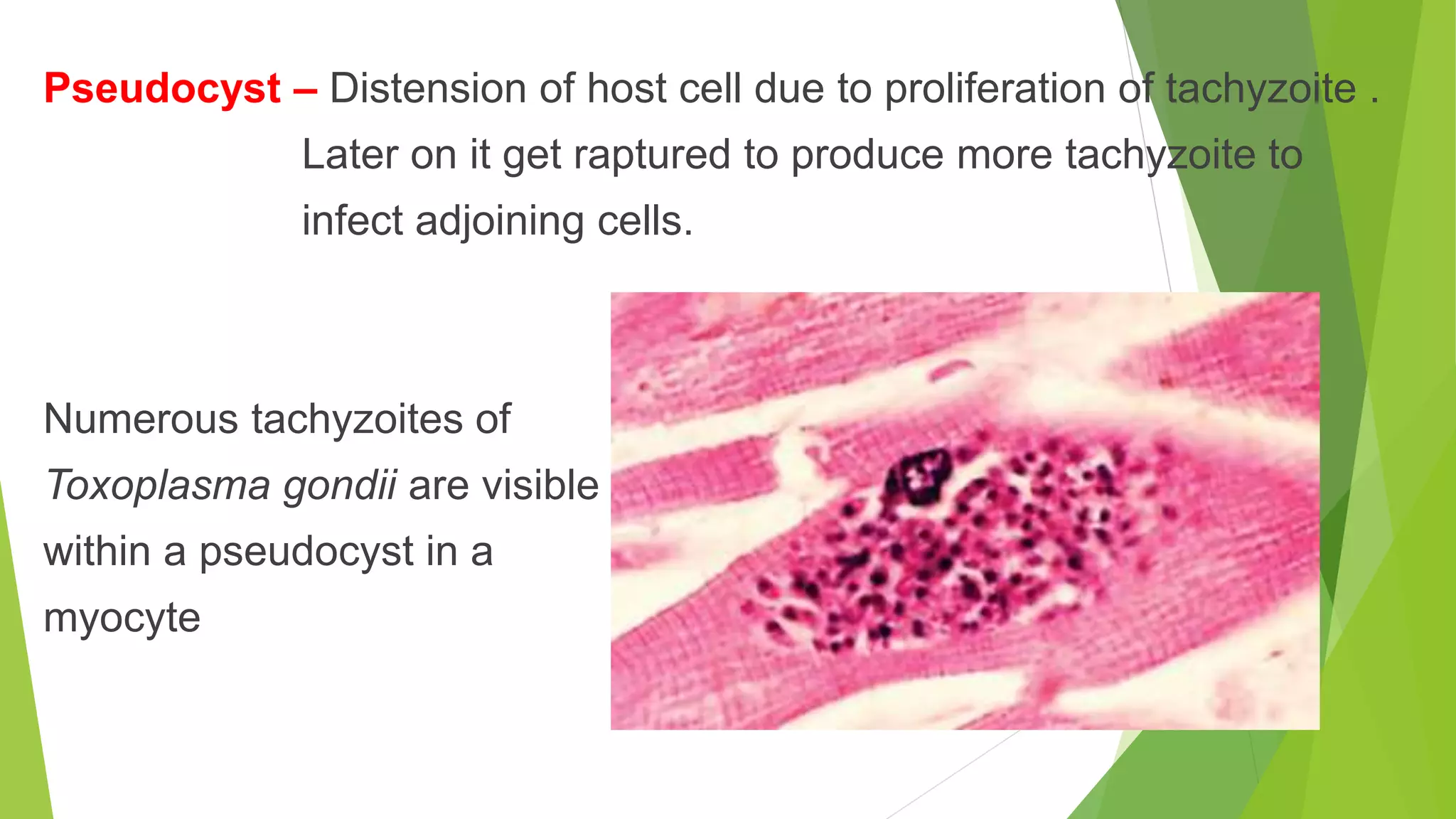 Toxoplasma gondii and cyclospora | PPTX