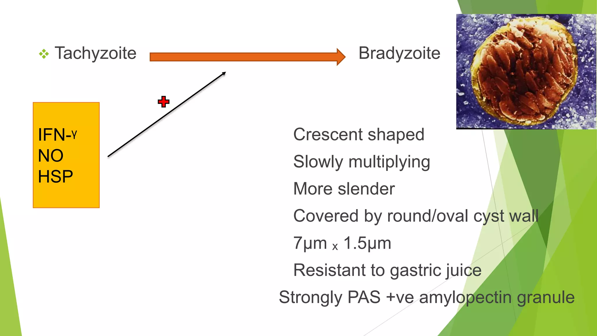 Toxoplasma gondii and cyclospora | PPTX