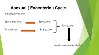 Toxoplasma gondii and cyclospora | PPTX
