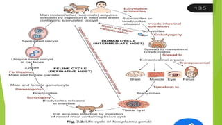 Toxoplasma gondii and cyclospora | PPTX