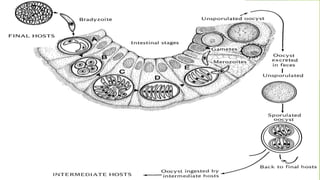 Toxoplasma gondii and cyclospora | PPTX