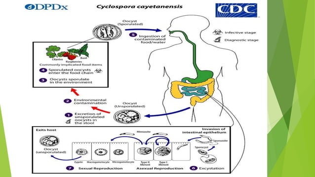 Toxoplasma gondii and cyclospora | PPTX