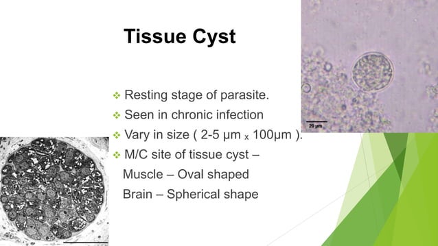 Toxoplasma gondii and cyclospora | PPTX