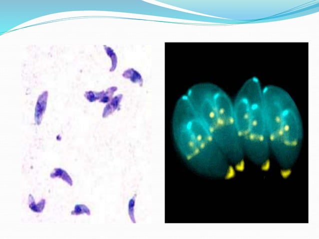 toxoplasma_gondii_and_its_pathogenicity.pptx