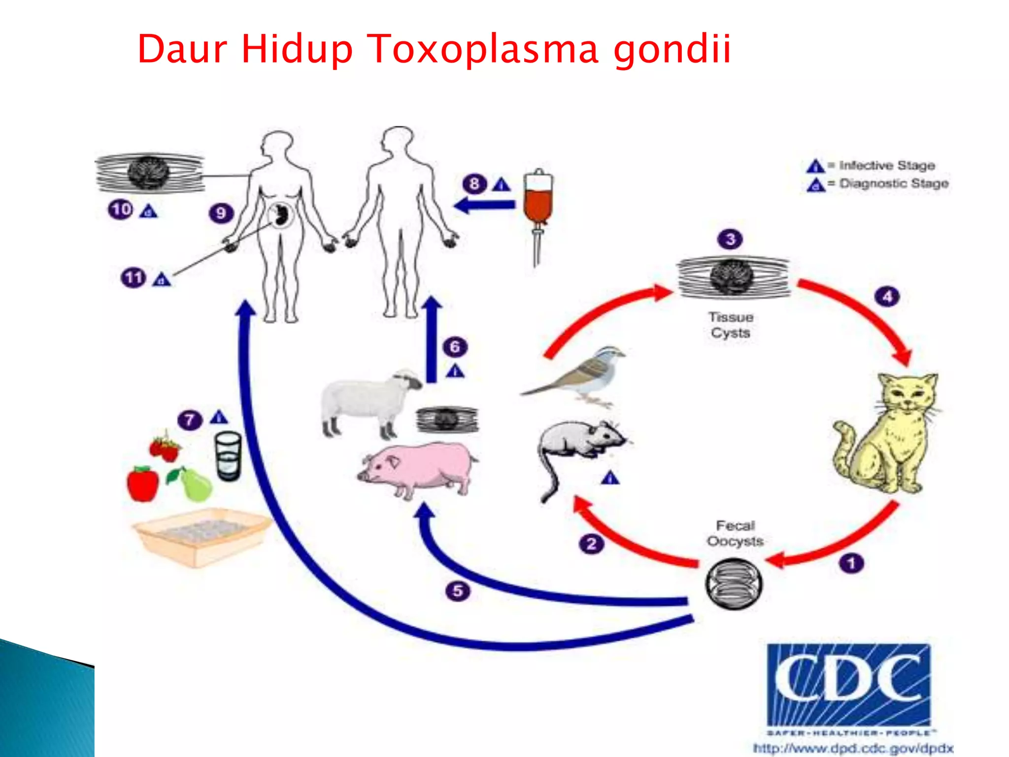 Toxoplasma_power_point.pptx