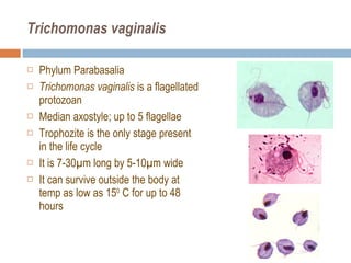 Toxoplasma+trichomonas | PPT
