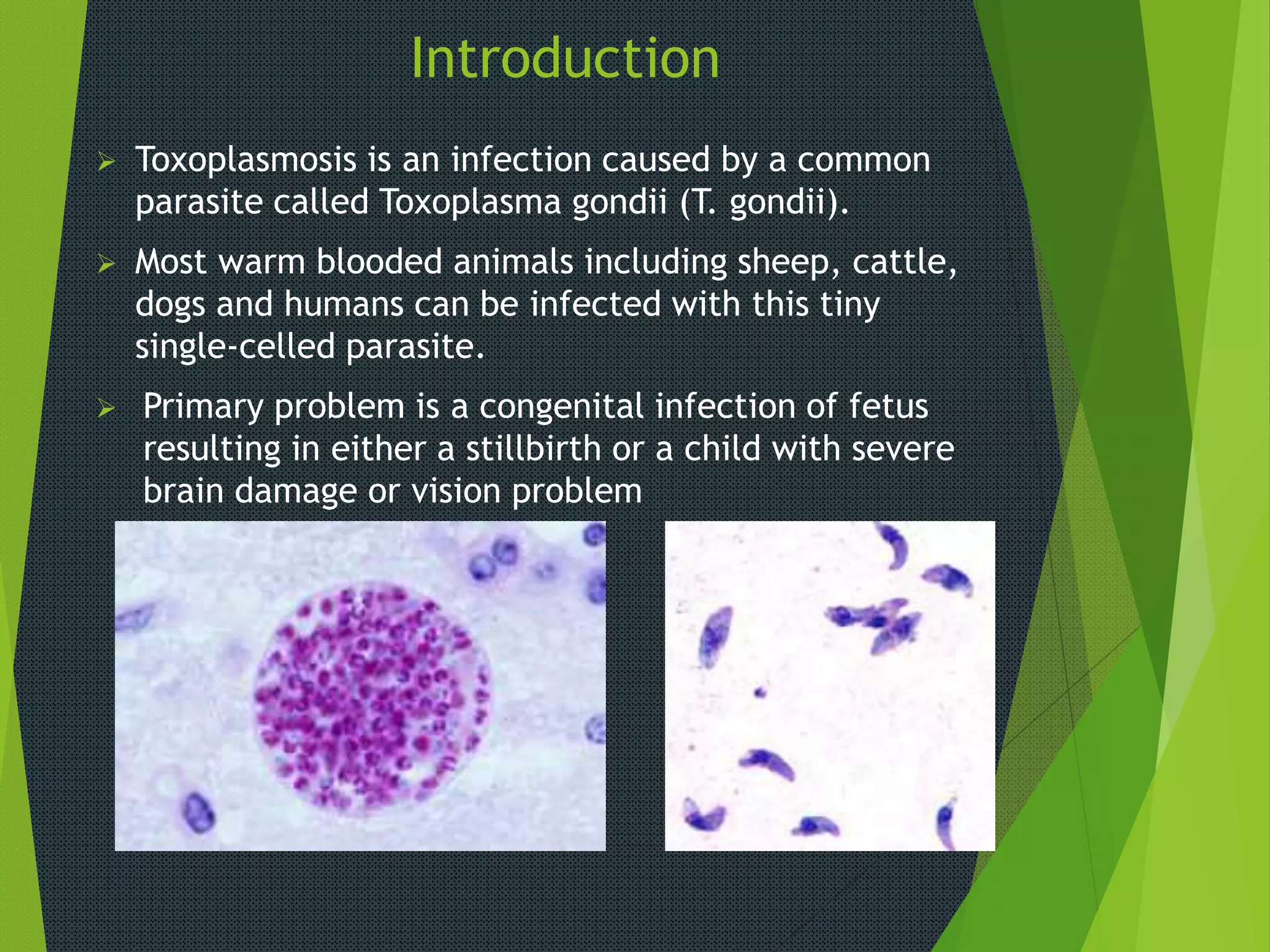 Toxoplasmosis | PPTX
