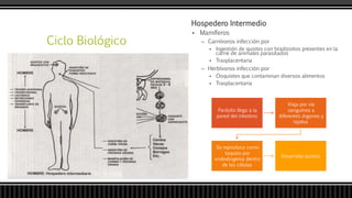 Toxoplasmosis: Toxoplasma gondii | PPTX | Infectious Diseases ...