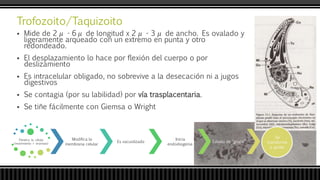 Toxoplasmosis: Toxoplasma gondii | PPTX