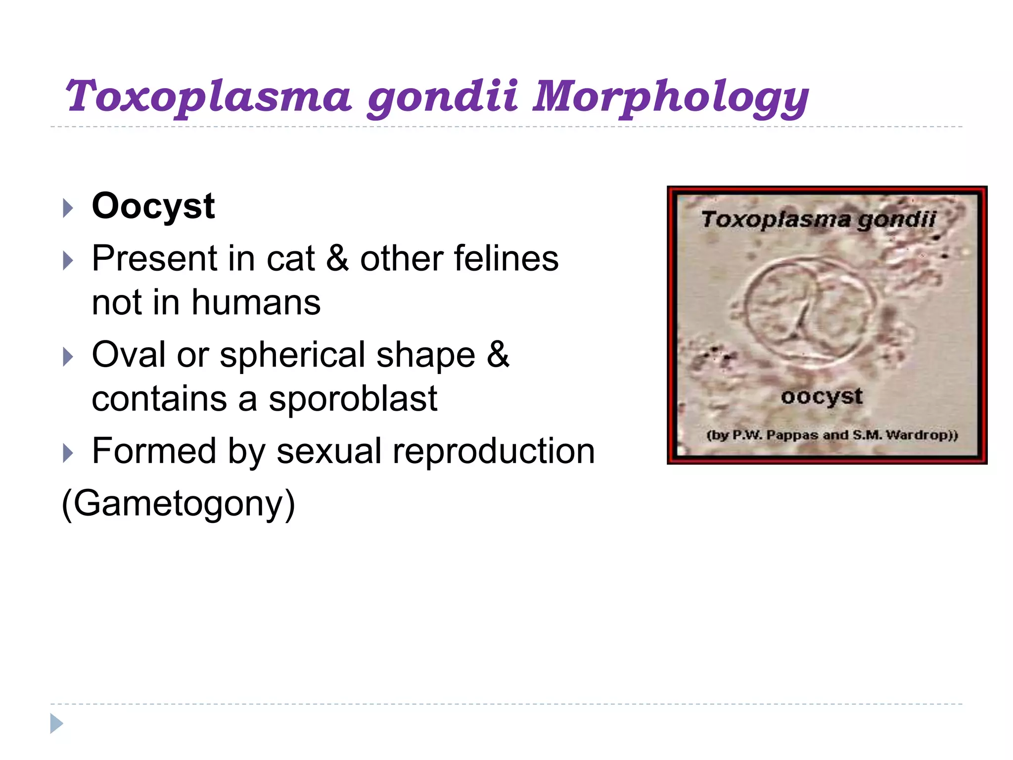 Toxoplasmosis | PPTX