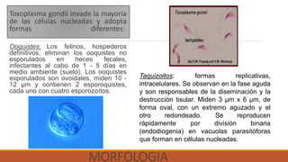 Toxoplasmosis | PPTX