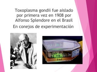 Toxoplasmosis | PPT