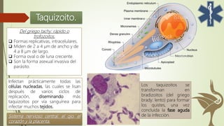 Toxoplasmosis (Toxoplasma gondii) | PPTX