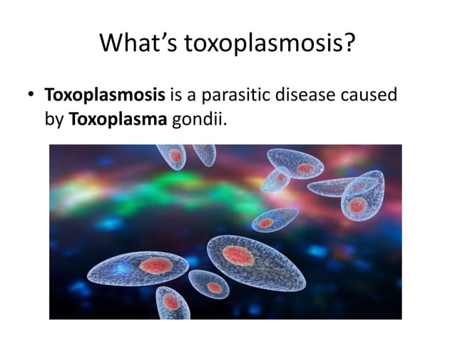 Toxoplasmosis | PPTX | Infectious Diseases | Diseases and Conditions