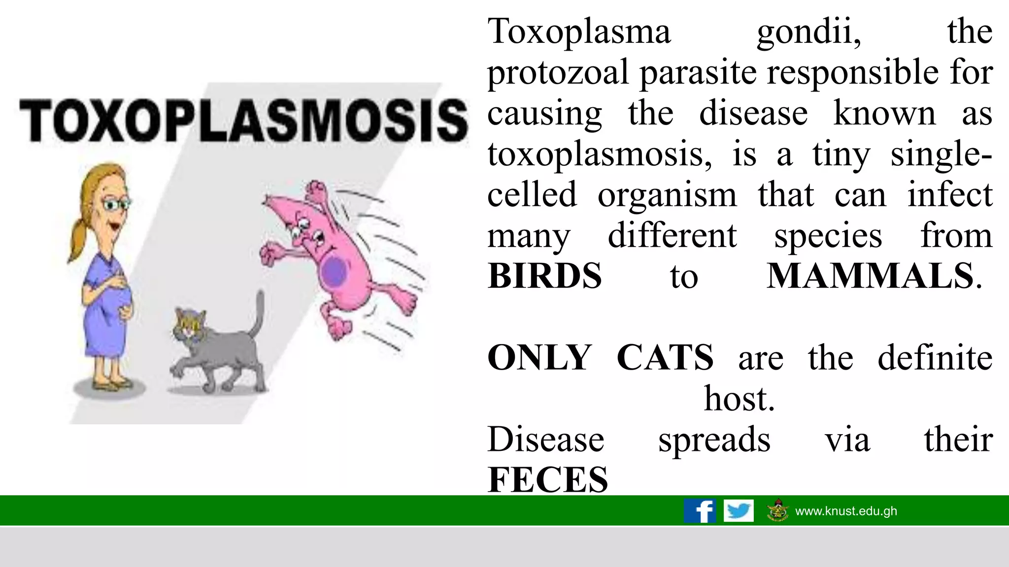 Toxoplasmosis | PPT