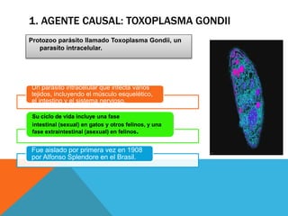Parasitología: Toxoplamosis | PPTX