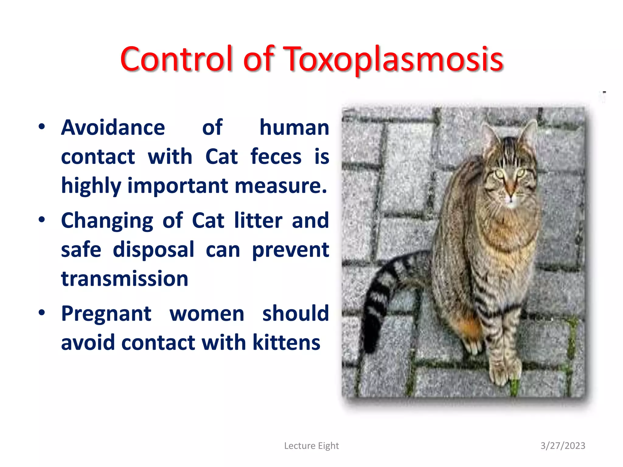 Toxoplasmosis.pptx