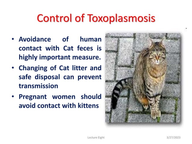 Toxoplasmosis.pptx