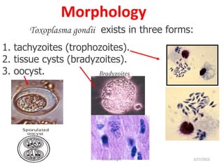 Toxoplasma Gondii Trophozoites Morphology