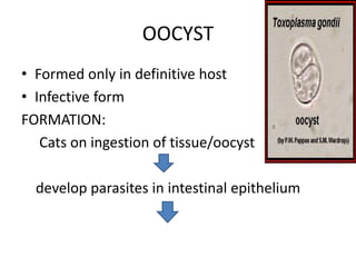 toxoplasmosis etiology pathogenesis and treatment | PPT