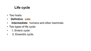Microbiology, parasitology, toxoplasmosis.pptx