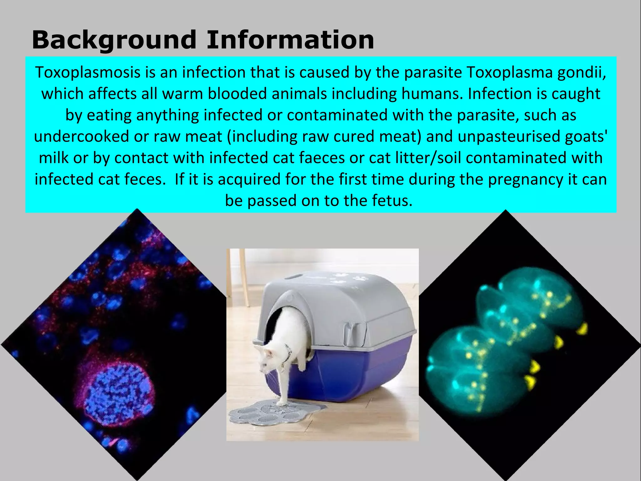 Toxoplasmosis | PPT
