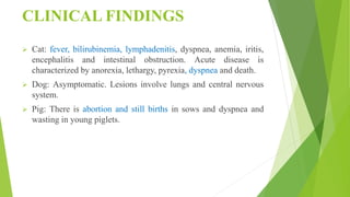 Toxoplasmosis and Q-Fever | PPTX