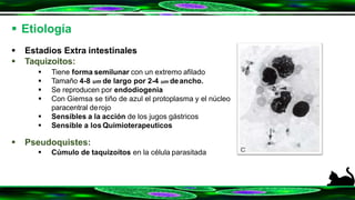 toxoplasmosis OCULAR.pptx Infección Ocular causada por el agente ...