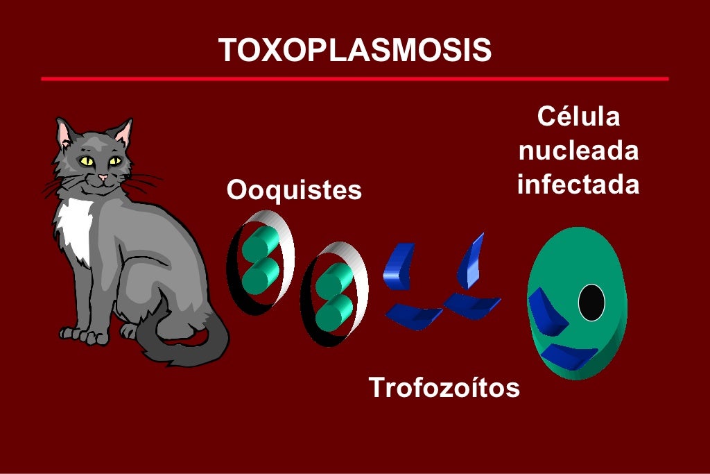 Toxoplasmosis presentacion USACH