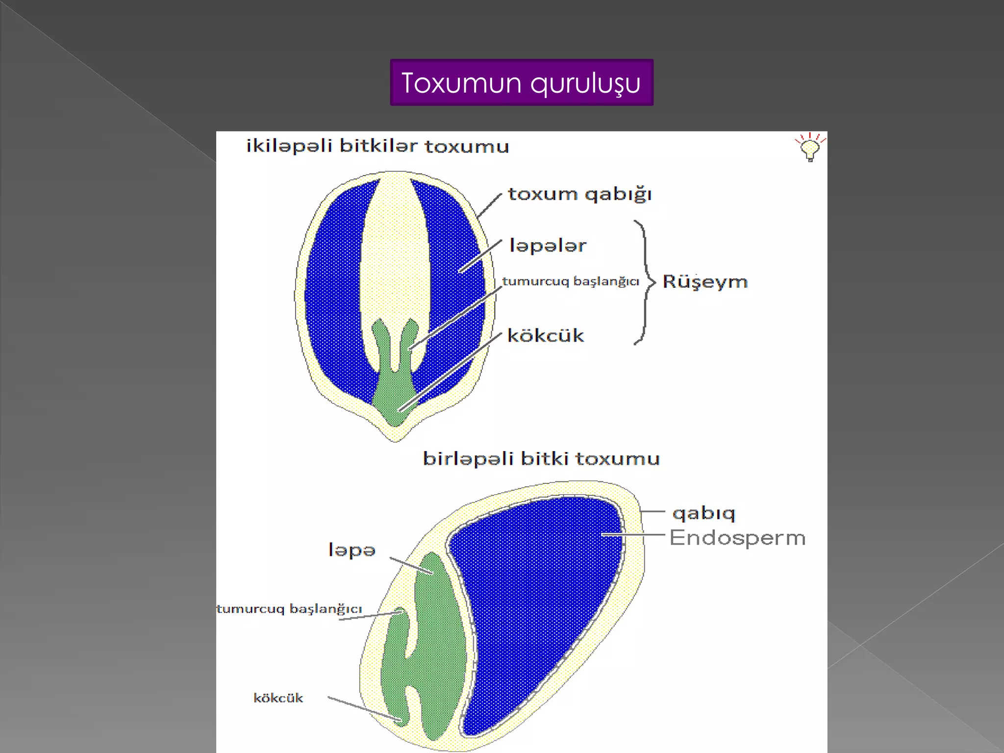Toxum toxumun qurulusu | PPTX