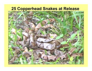 Tp copperhead survey | PDF | Reptiles | Pets