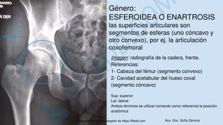 Géneros de las articulaciones anatomía médica | PPT