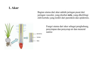 TP 3 Fase F ORGANISASI TUMBUHAN_ SEL, JARINGAN DAN ORGAN.ppt