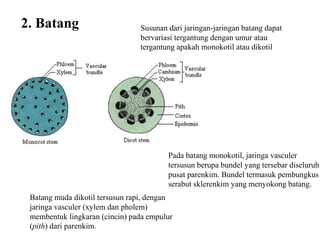 TP 3 Fase F ORGANISASI TUMBUHAN_ SEL, JARINGAN DAN ORGAN.ppt