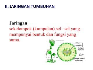 TP 3 Fase F ORGANISASI TUMBUHAN_ SEL, JARINGAN DAN ORGAN.ppt