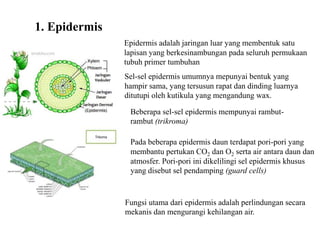 TP 3 Fase F ORGANISASI TUMBUHAN_ SEL, JARINGAN DAN ORGAN.ppt
